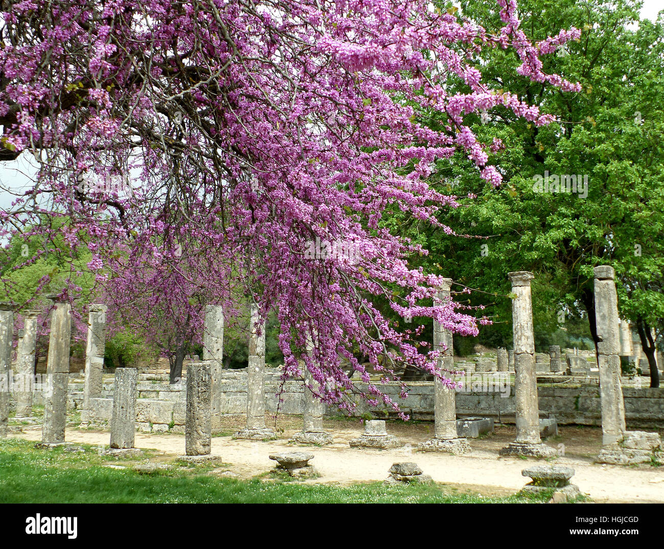 The Columns and Ruins Amongst Beautiful Pink Flowers at Olympia ...