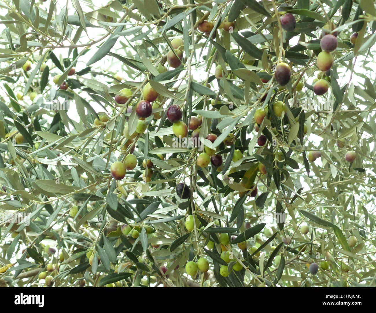 Two-tone Fruits and Dark Green Leaves of the Fruitful Olive Trees at ...