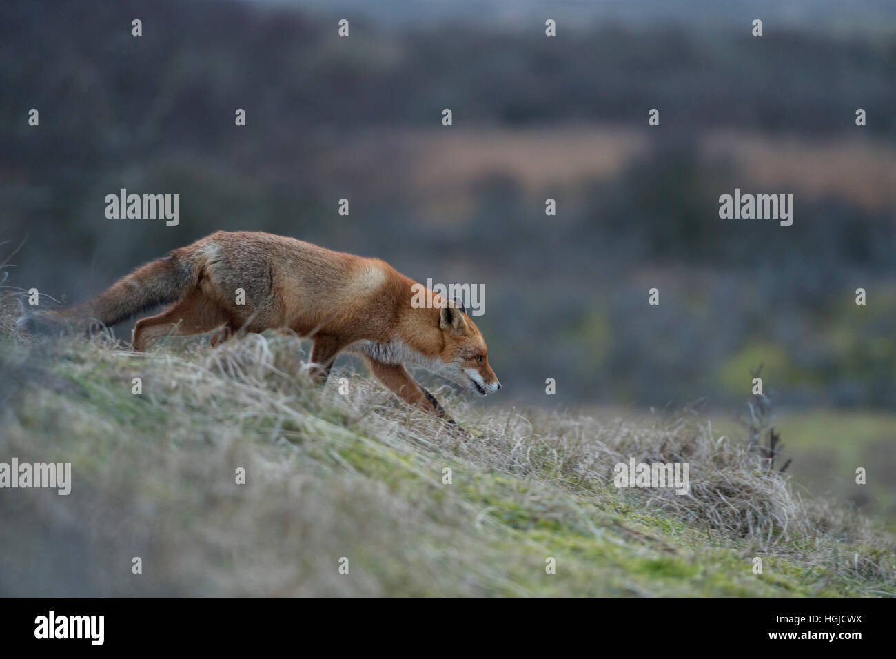 Red Fox / Rotfuchs ( Vulpes vulpes ) hunting at dusk in wide open ...