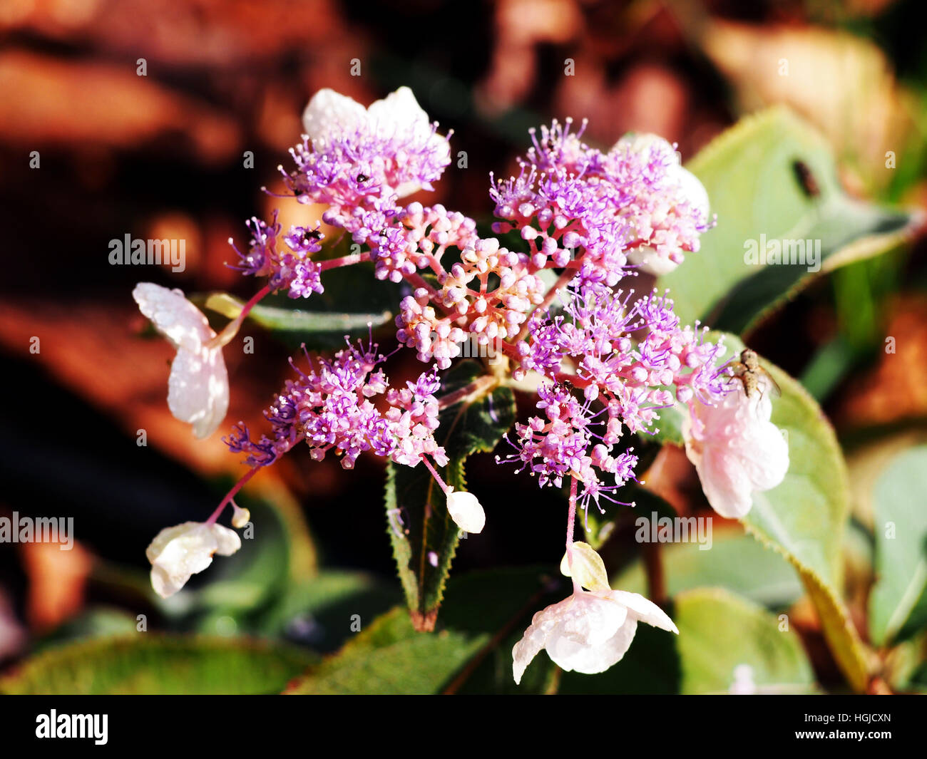 Hydrangea aspera 'Hot Chocolate' pastel flowers Stock Photo - Alamy