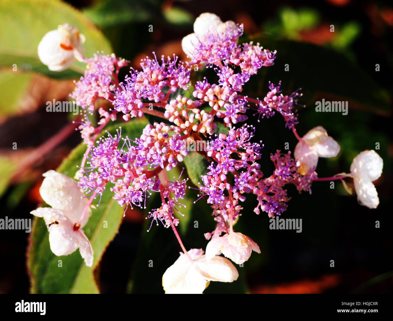 Hydrangea aspera 'Hot Chocolate' pastel flowers Stock Photo - Alamy