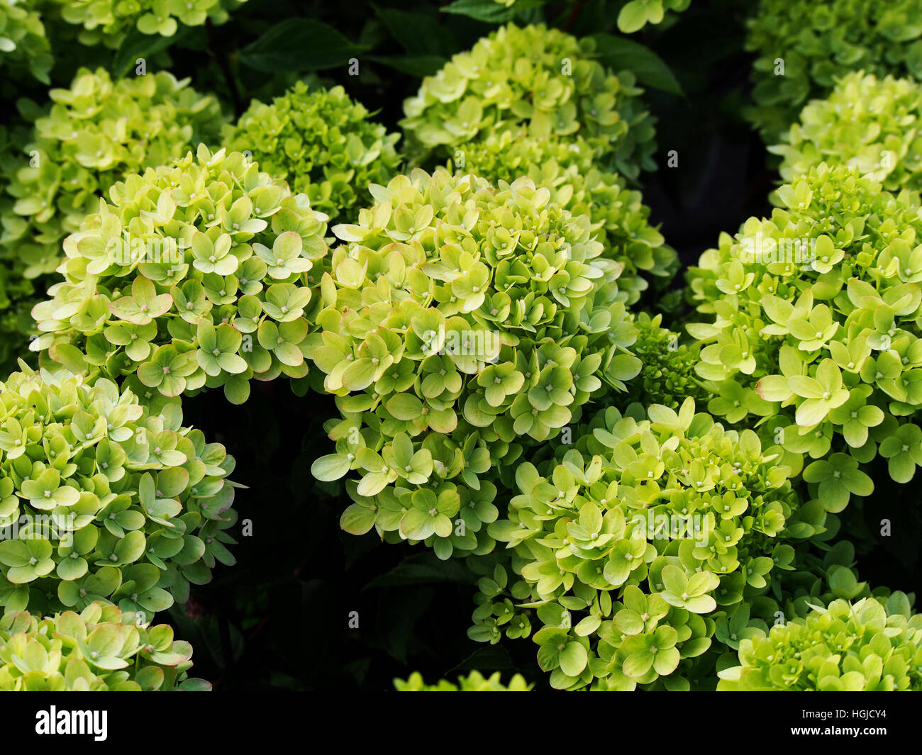 Hydrangea paniculata 'Little Lime' Jane - panicle hydrangea Stock Photo ...