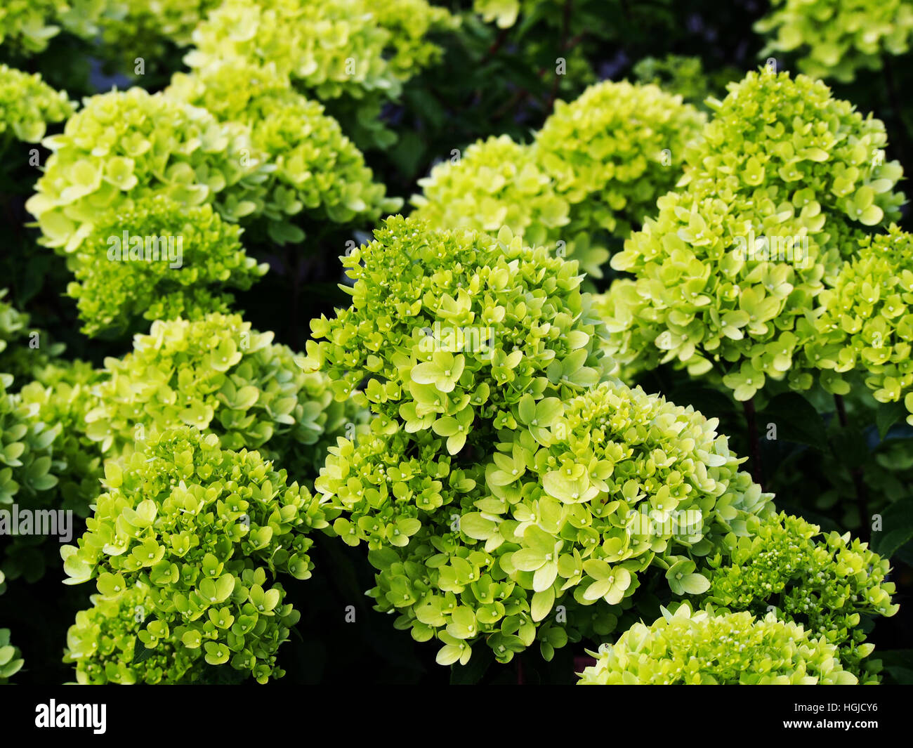 Hydrangea paniculata 'Little Lime' Jane - panicle hydrangea Stock Photo ...