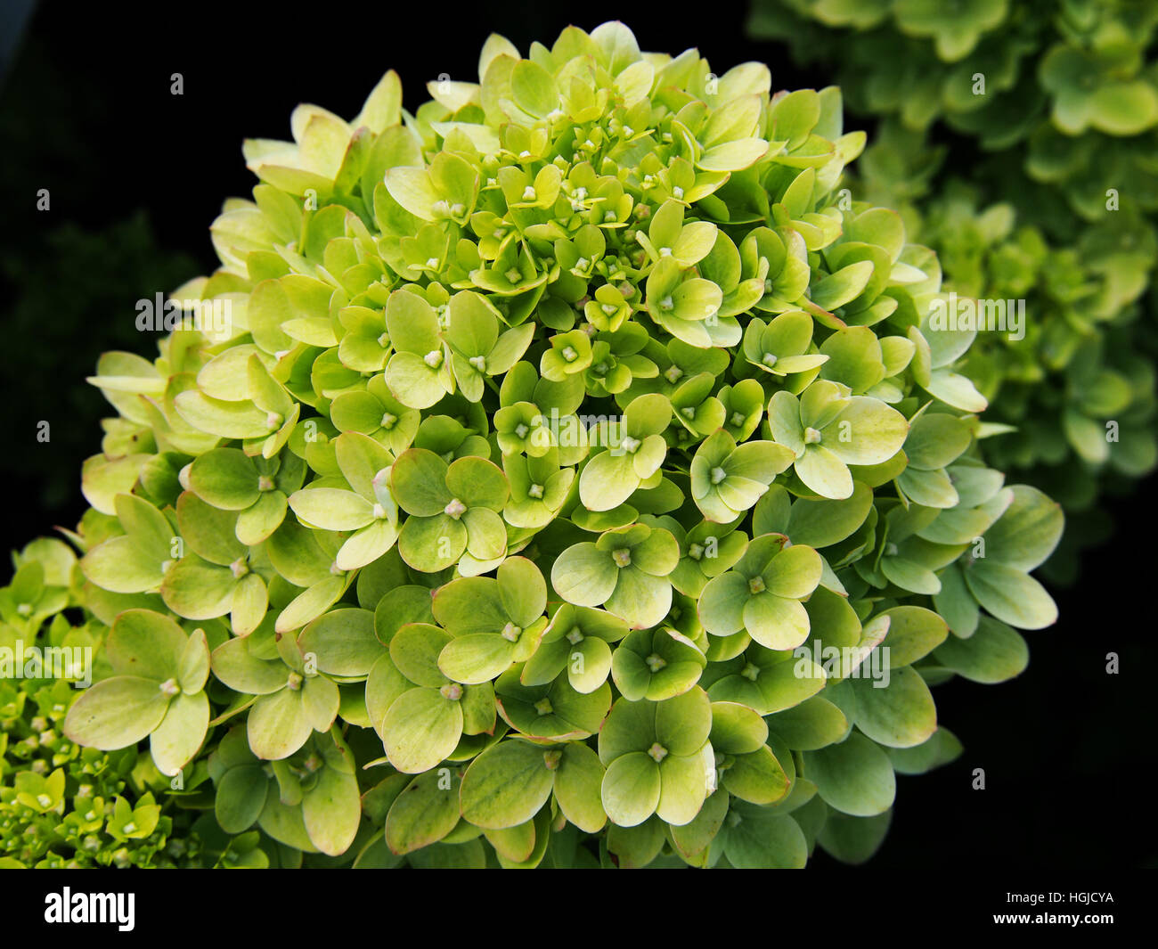 Hydrangea paniculata jane hi-res stock photography and images - Alamy