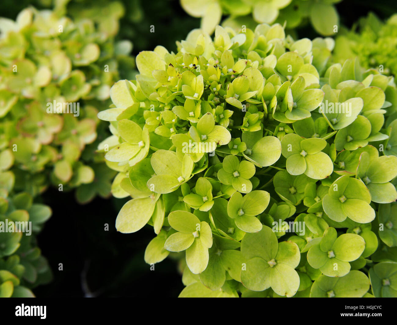 Hydrangea paniculata 'Little Lime' Jane - panicle hydrangea Stock Photo ...