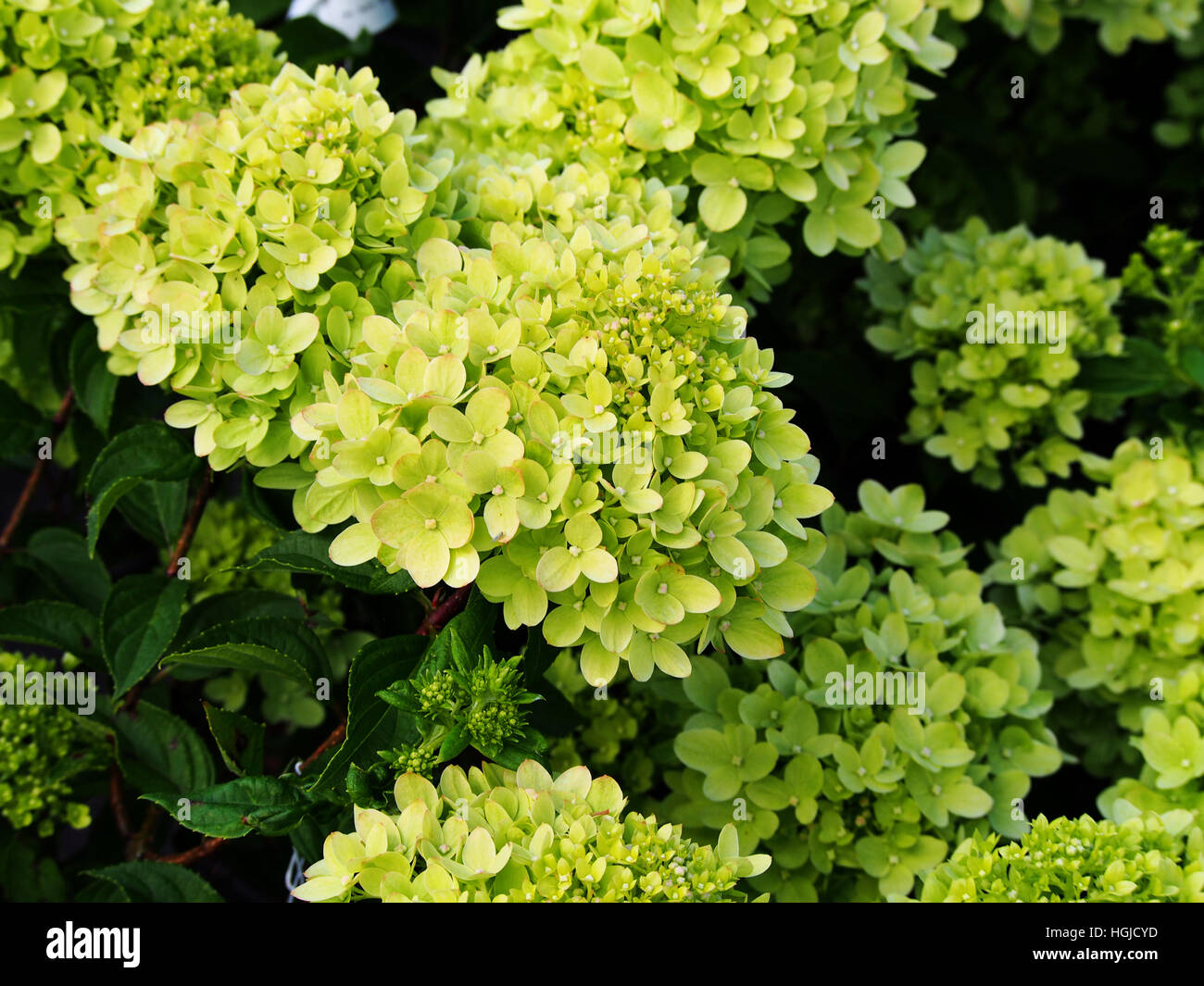 Hydrangea paniculata 'Little Lime' Jane - panicle hydrangea Stock Photo ...