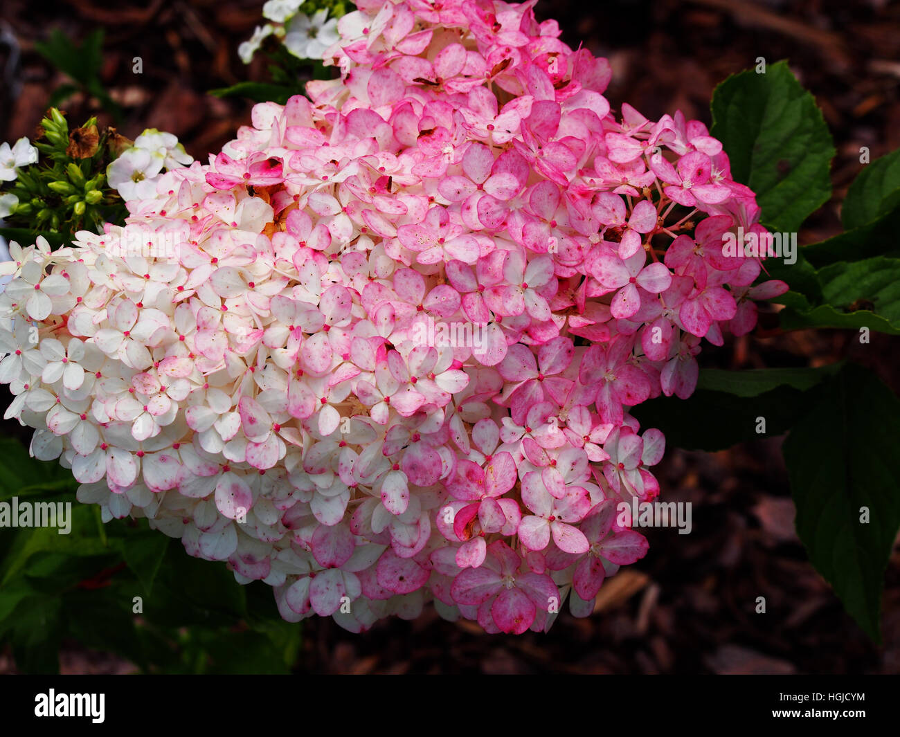 Close up of Hydrangea paniculata 'Renhy' 'Vanille Fraise' - panicle ...