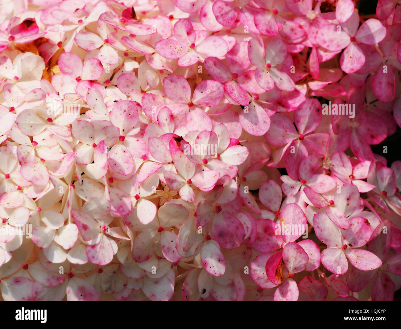 Close up of Hydrangea paniculata 'Renhy' 'Vanille Fraise' - panicle ...