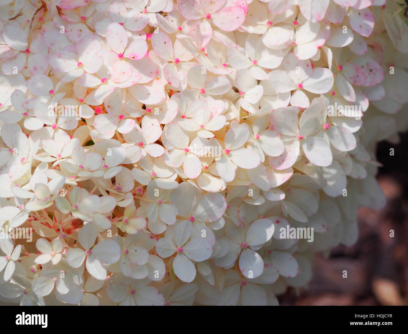 Close up of Hydrangea paniculata 'Renhy' 'Vanille Fraise' - panicle ...