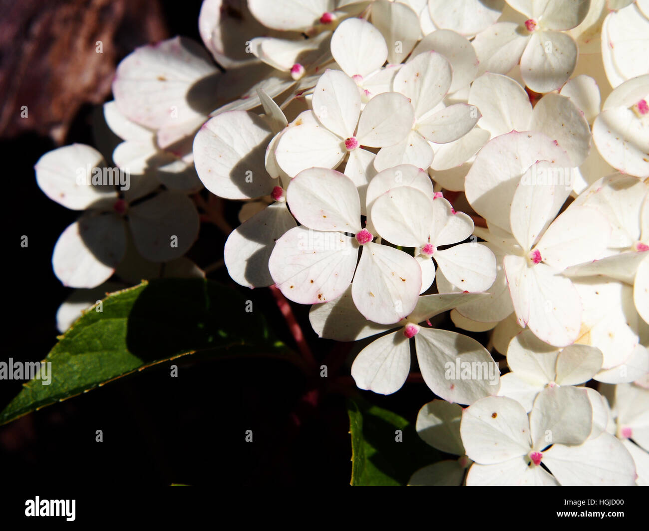Close up of Hydrangea paniculata 'Renhy' 'Vanille Fraise' - panicle ...