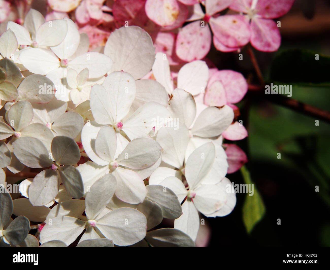 Close up of Hydrangea paniculata 'Renhy' 'Vanille Fraise' - panicle ...