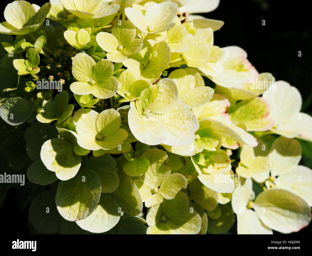 Panicle hydrangea hi-res stock photography and images - Alamy