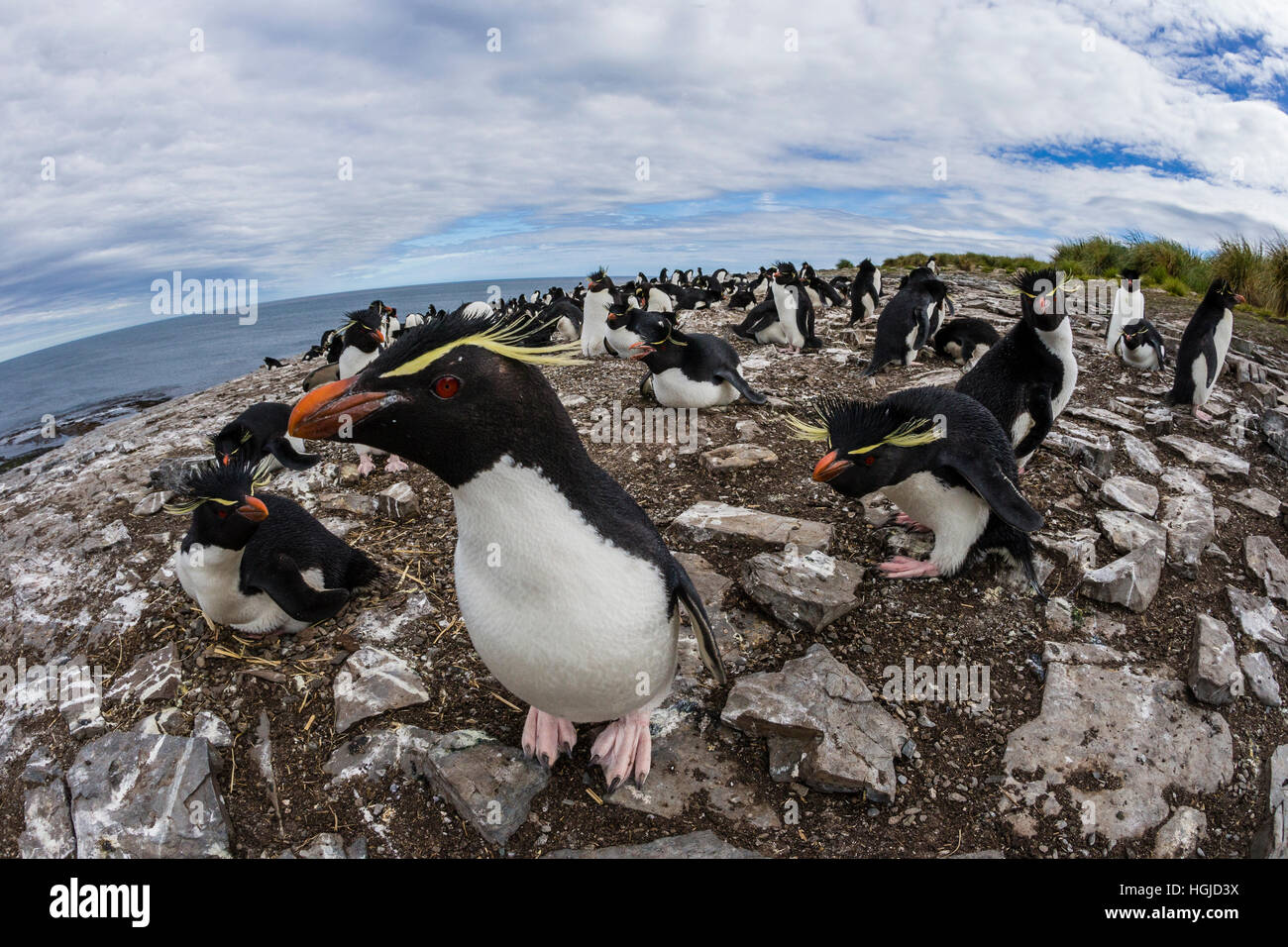 Rockhopper Penguin on Bleaker Island in the Falklands Stock Photo - Alamy