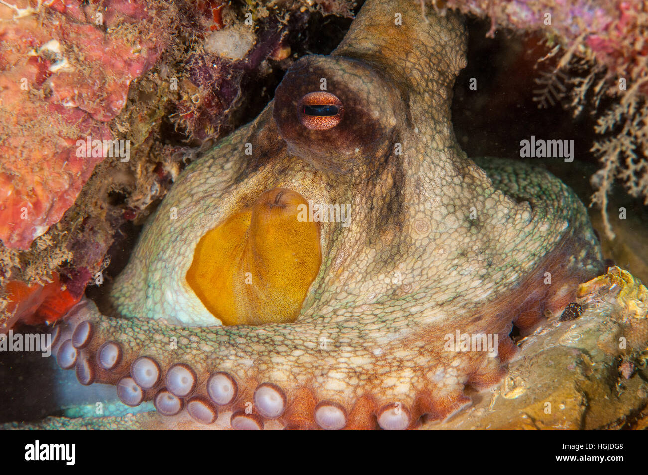 Common octopus octopus vulgaris hi-res stock photography and images - Alamy