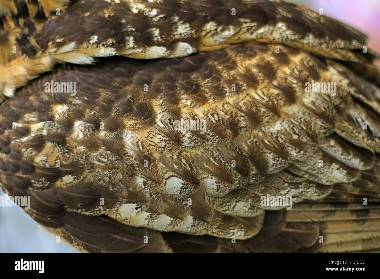 texture of great owl wing as background Stock Photo - Alamy