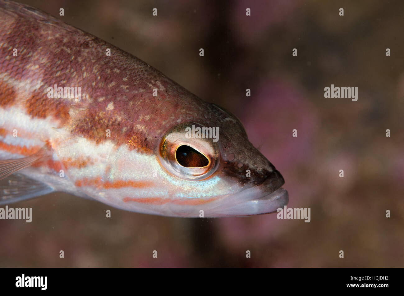 Comber fish hi-res stock photography and images - Alamy