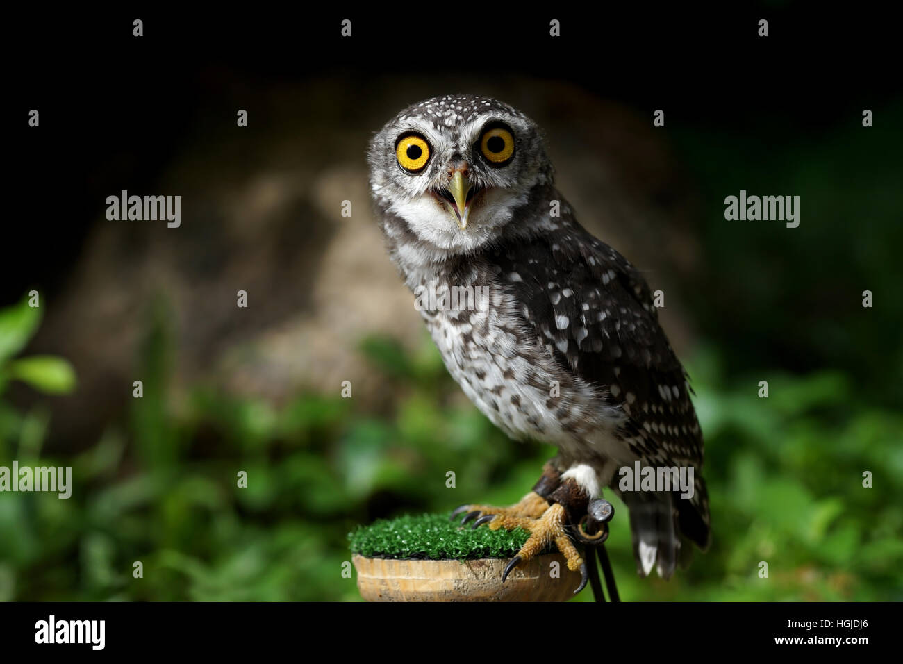 closeup of spotted owlet with nature background Stock Photo - Alamy