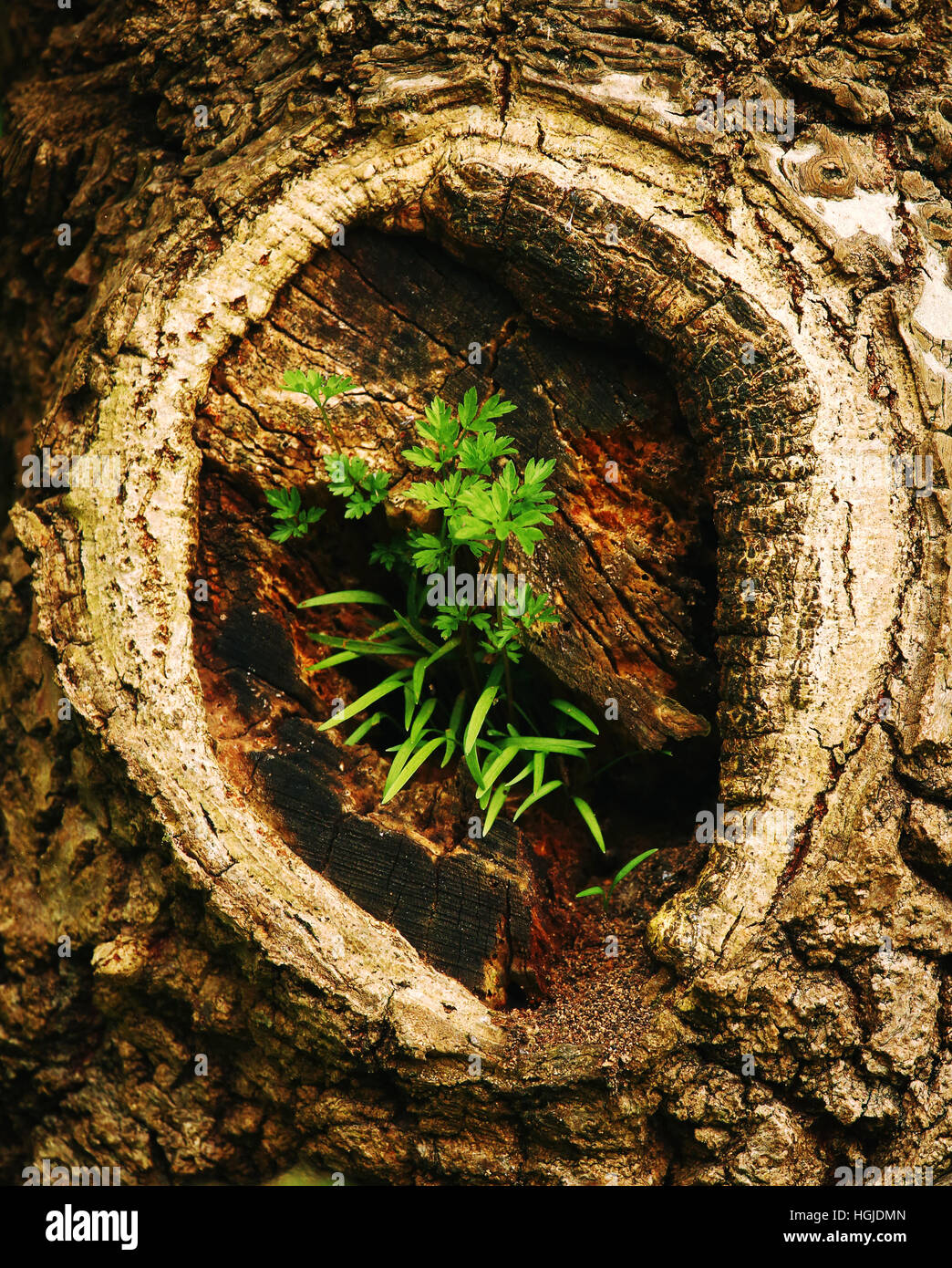 when seeds grow. a small plant growing inside of a tree Stock Photo - Alamy