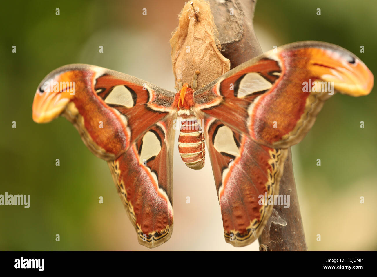 Tropical moth hi-res stock photography and images - Alamy