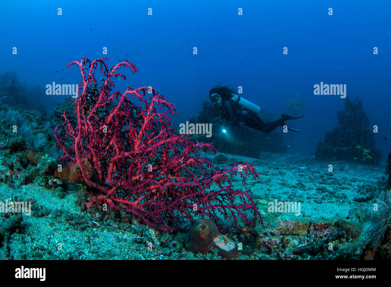 Coral reef bali hi-res stock photography and images - Alamy