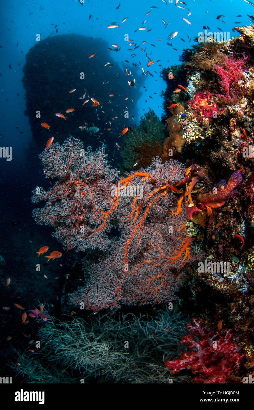 Reef of bali hi-res stock photography and images - Alamy