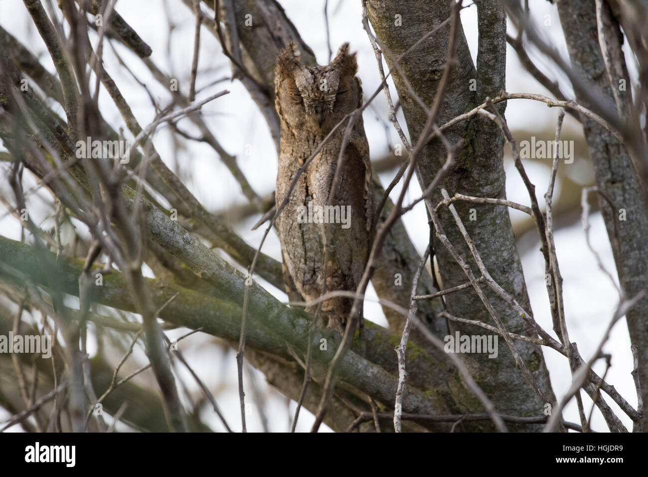 Eurasian Scops owl Stock Photo - Alamy