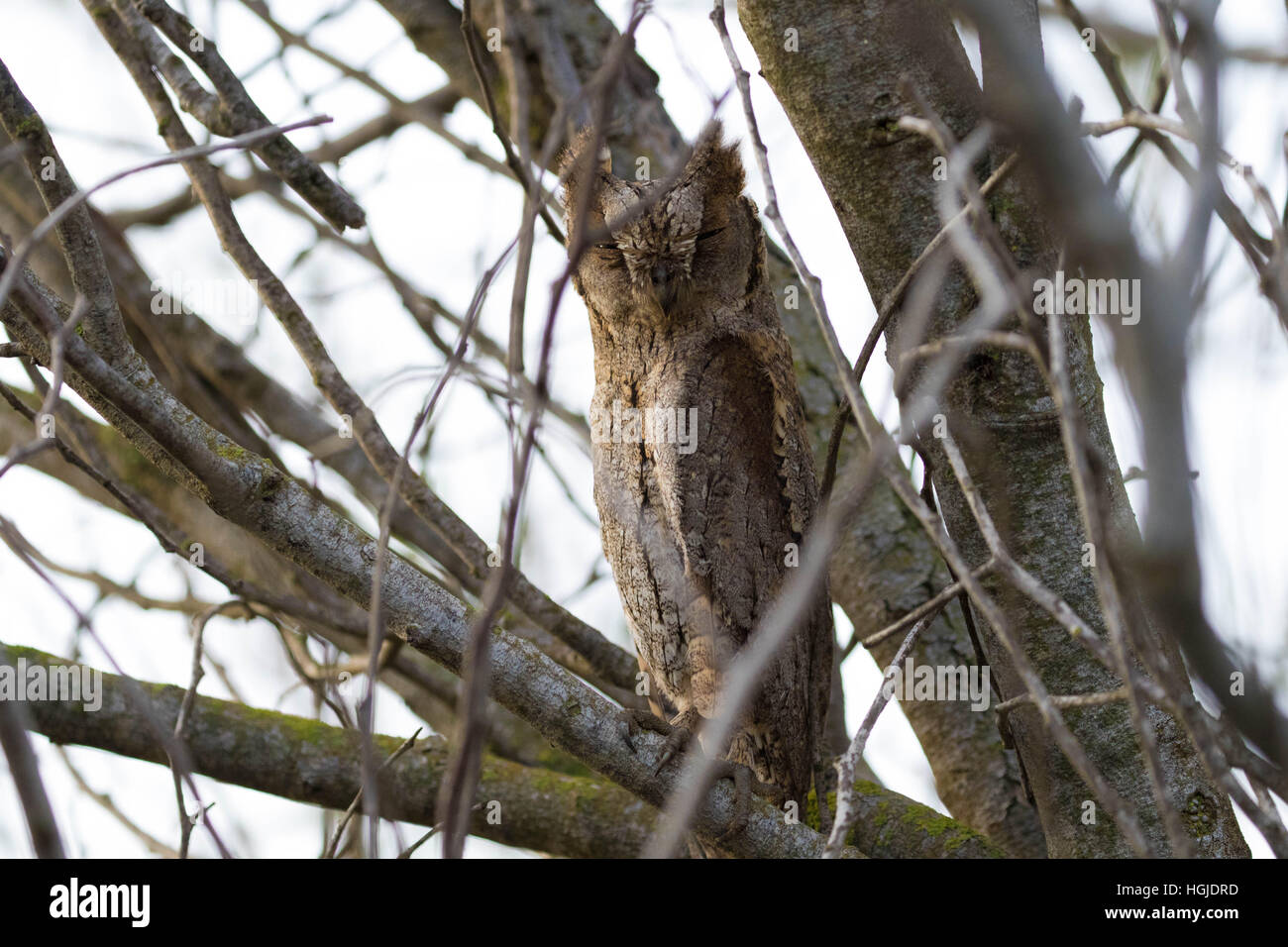 Eurasian Scops owl Stock Photo - Alamy