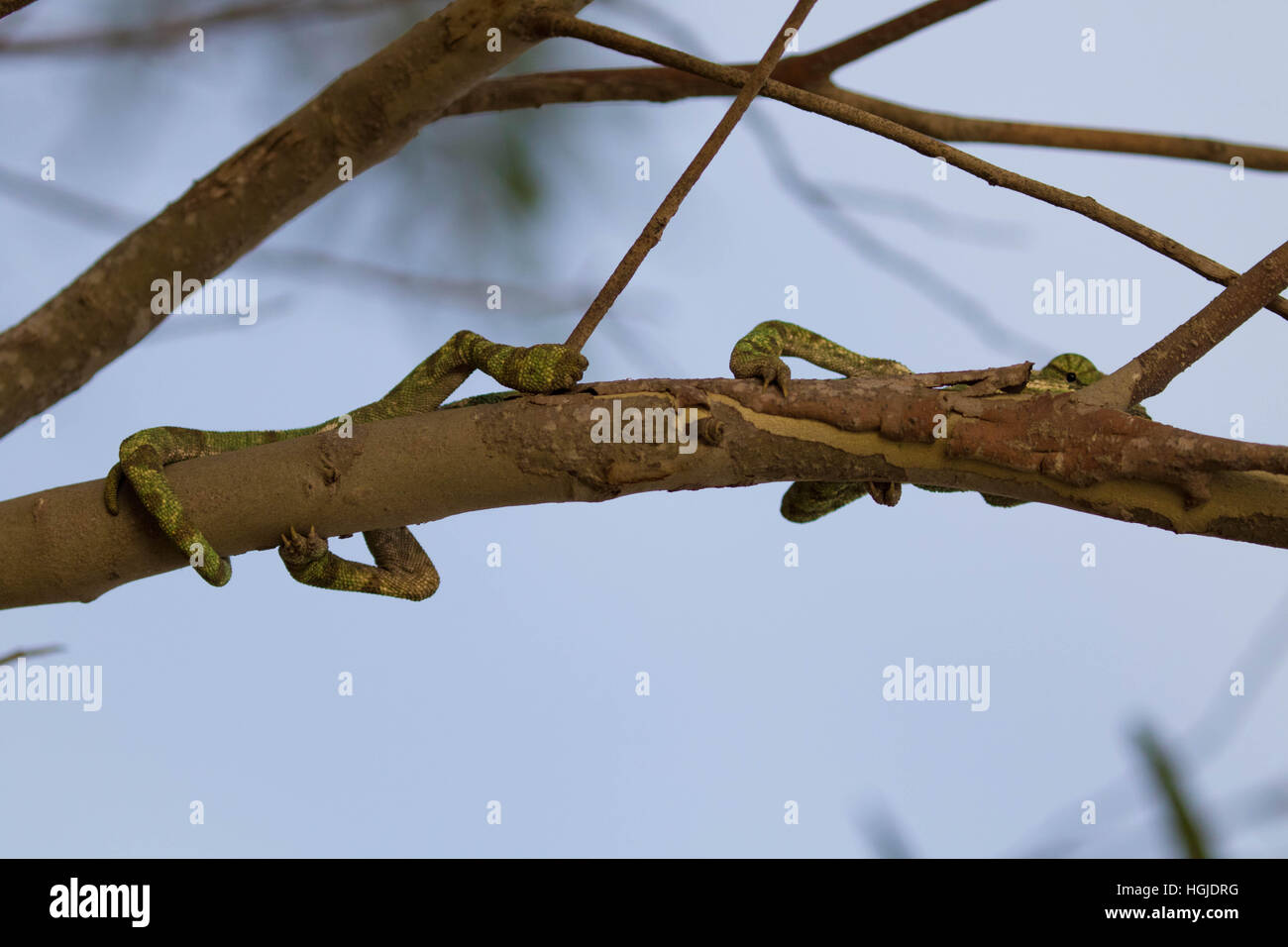 Hiding chameleon hi-res stock photography and images - Alamy