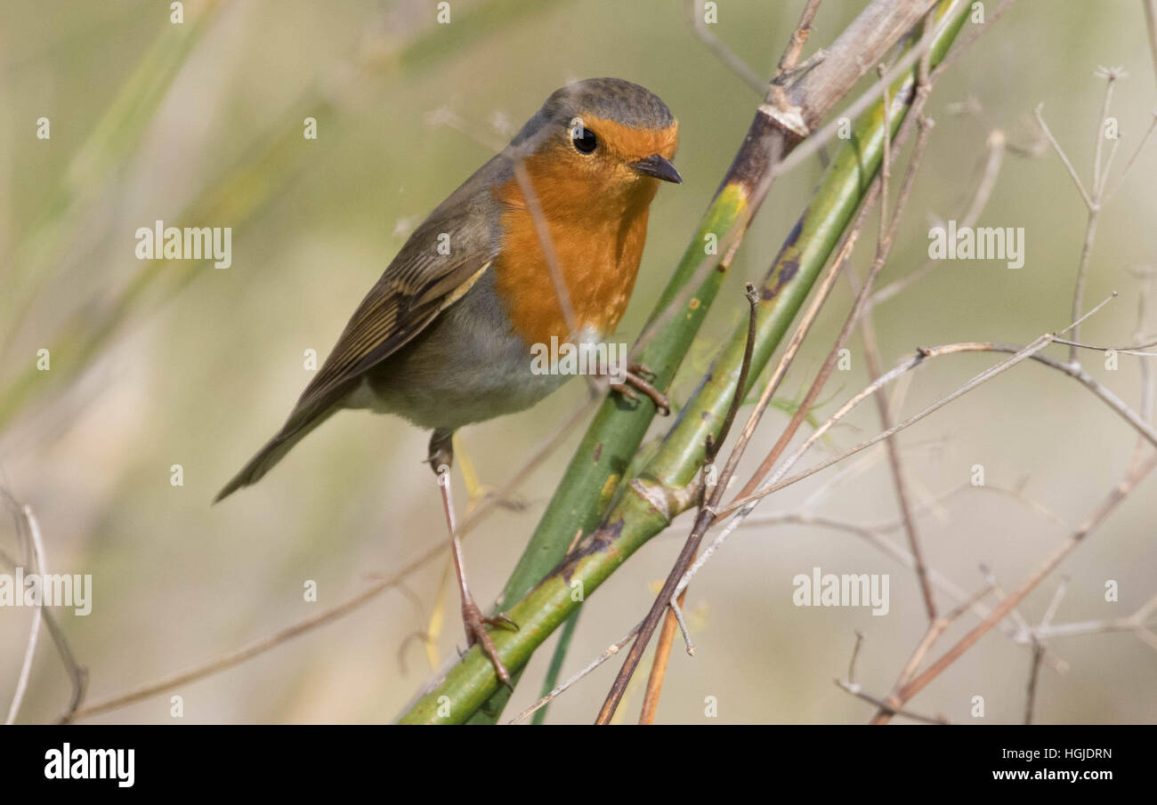Nice robin hi-res stock photography and images - Alamy