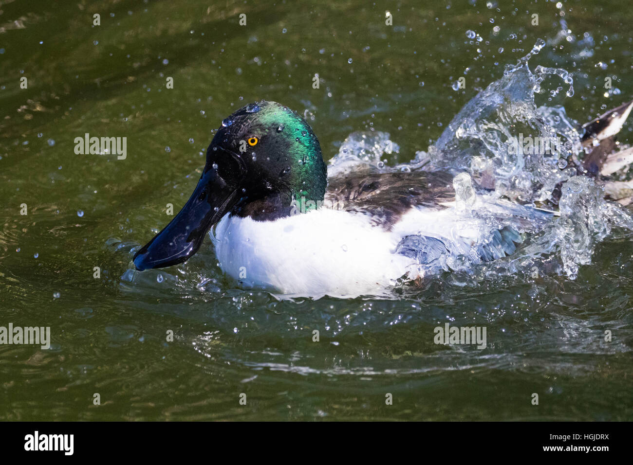 Shoveler duck male Stock Photo - Alamy