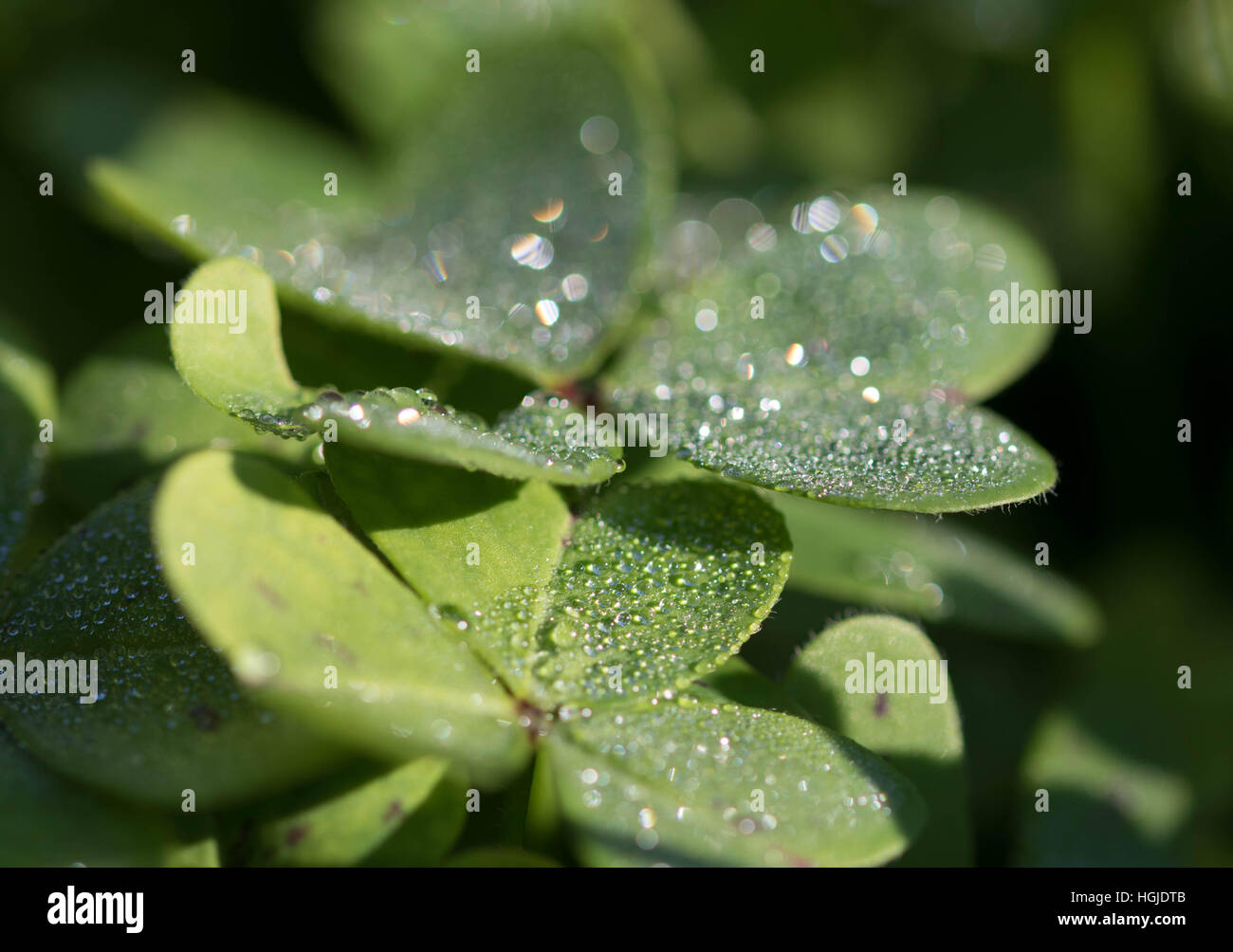 Water mist droplets hi-res stock photography and images - Alamy