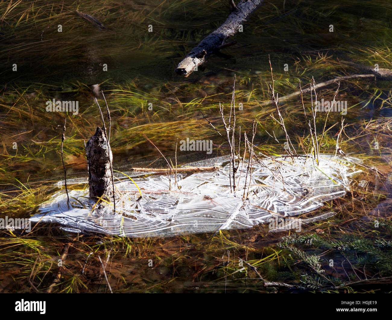 A shaft of sunlight highlights a patch of ice in shallow water on the ...