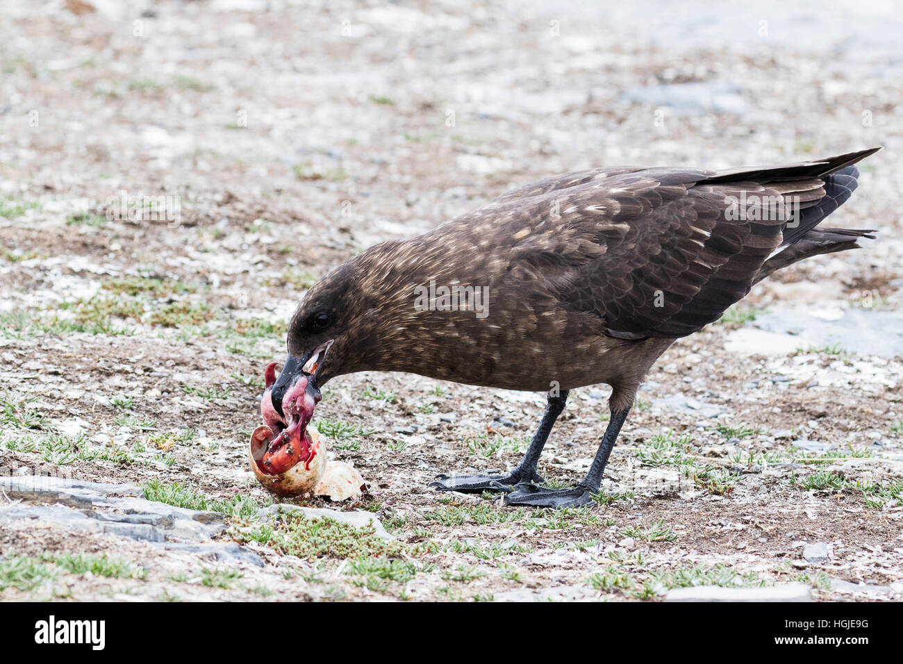 Falkland Skua on Bleaker Island in the Falklands it is eating a ...