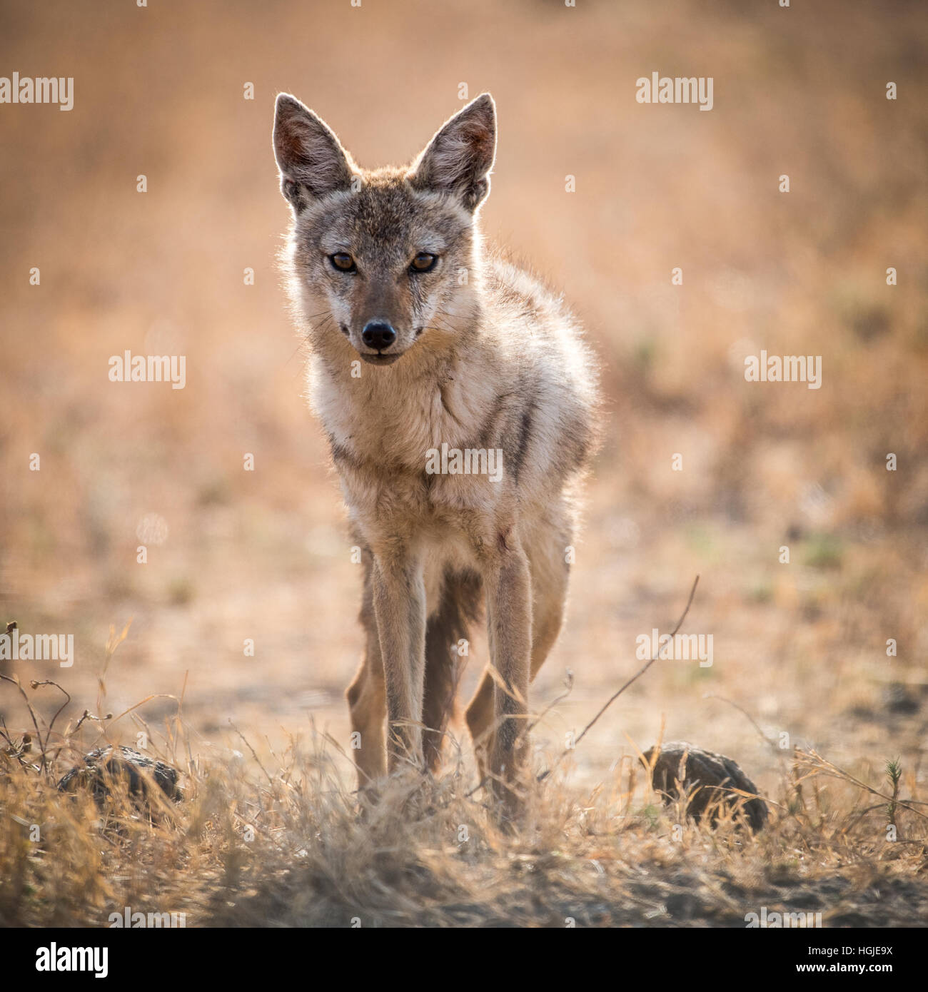 Black-backed Jackal (Canis mesomelas Stock Photo - Alamy