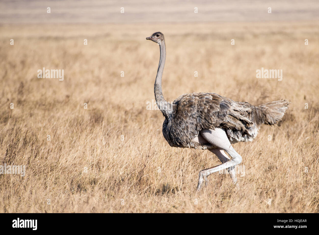 Common Ostrich (Struthio camelus Stock Photo - Alamy