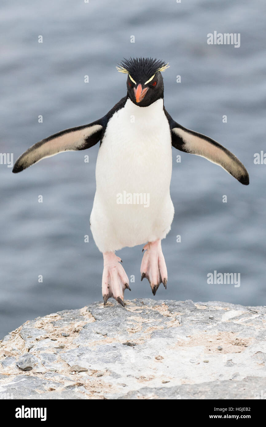 Rockhopper Penguin Jumping