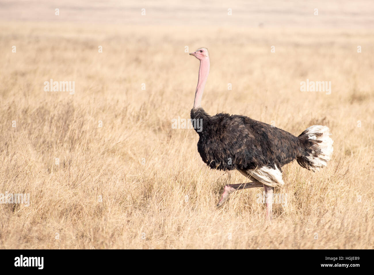 Common Ostrich (Struthio camelus Stock Photo - Alamy