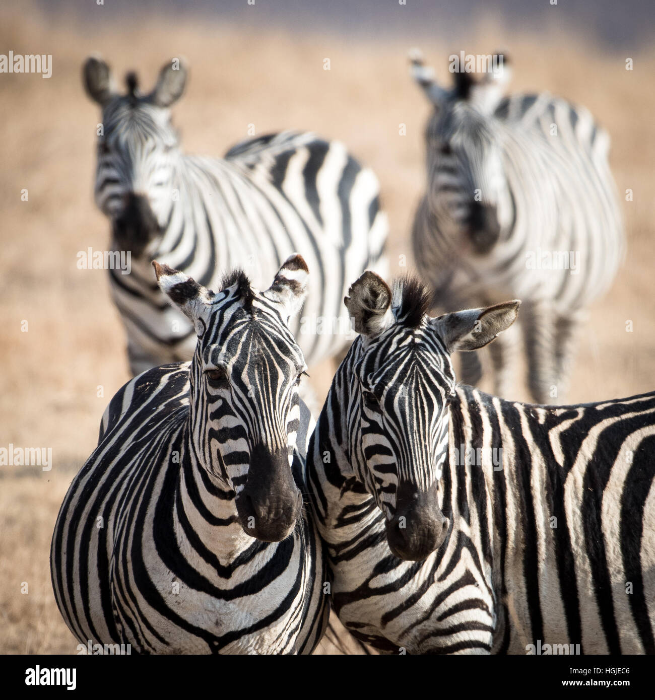 Plains Zebra (Equus quagga Stock Photo - Alamy