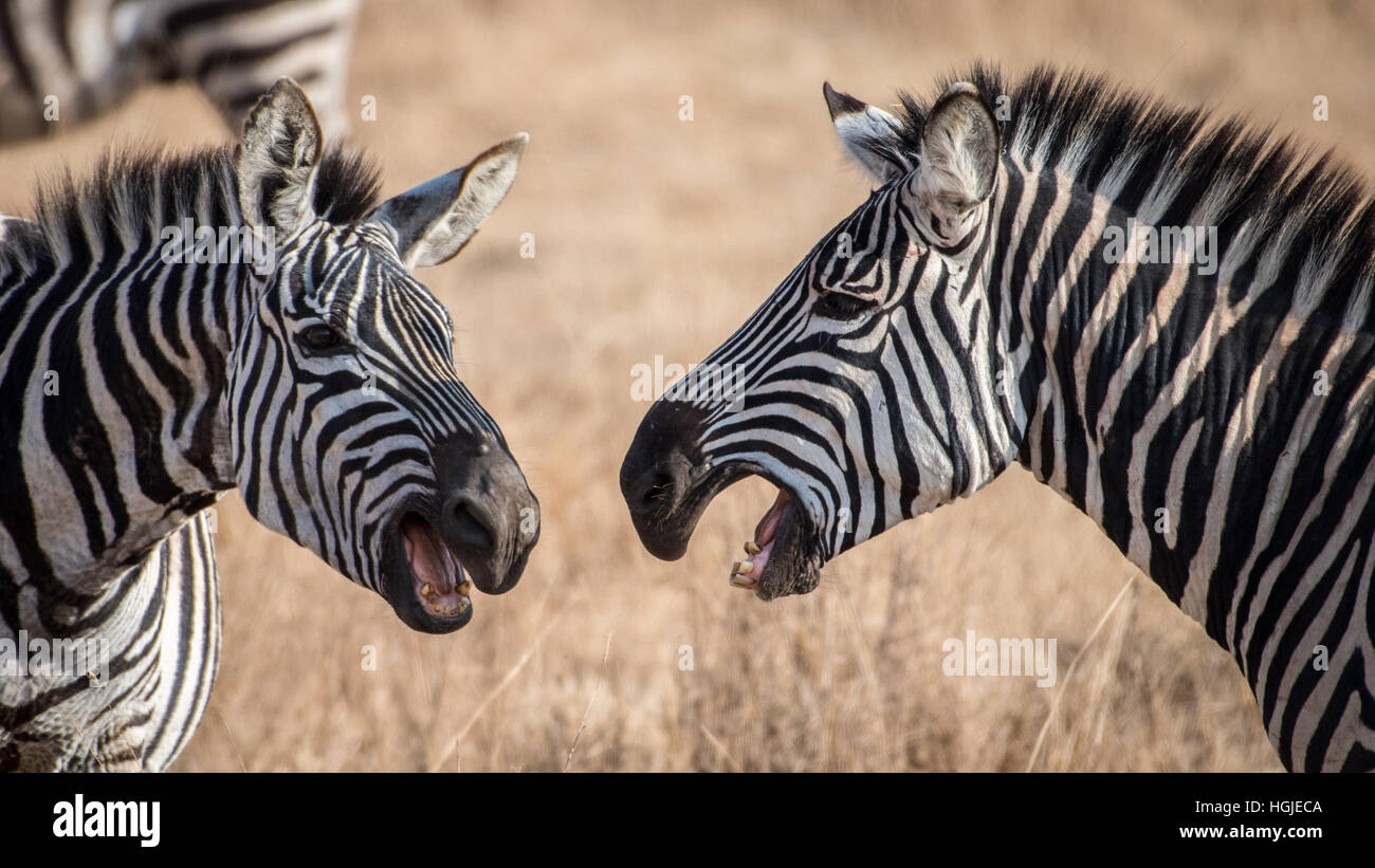 Zebra braying hi-res stock photography and images - Alamy
