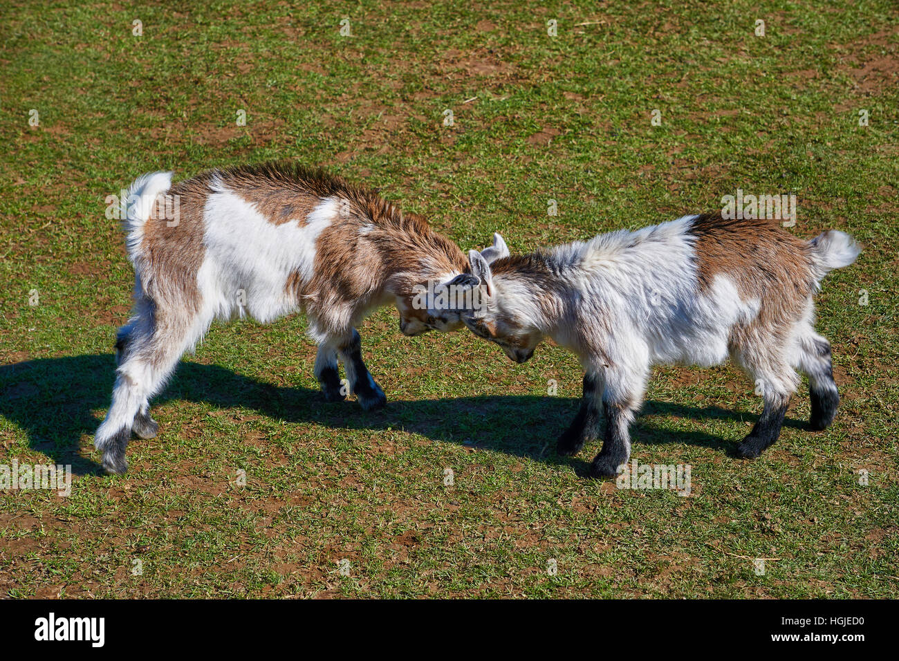 Ram fight hi-res stock photography and images - Alamy