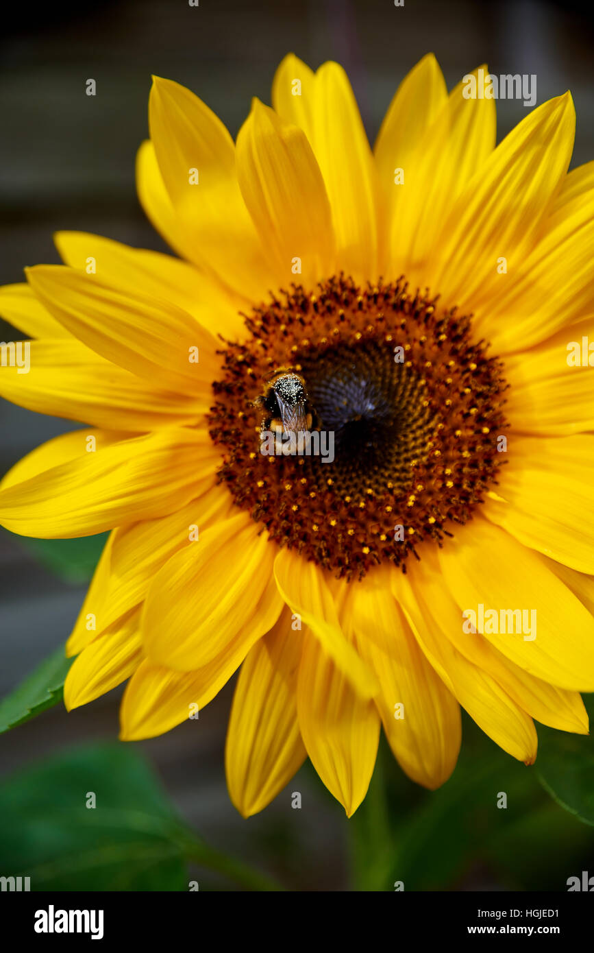 blossom of shiny sunflower Stock Photo - Alamy