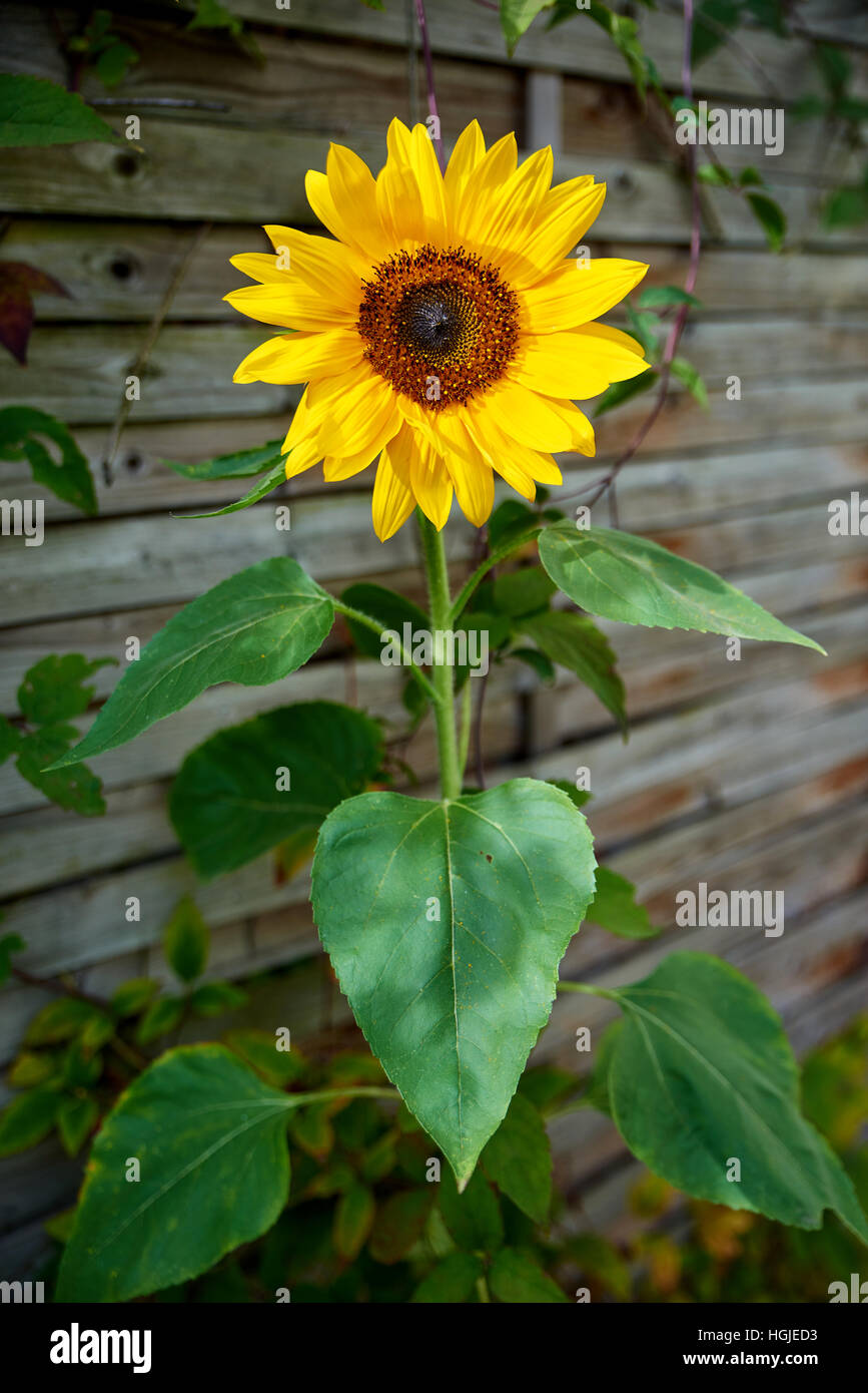 blossom of shiny sunflower Stock Photo - Alamy
