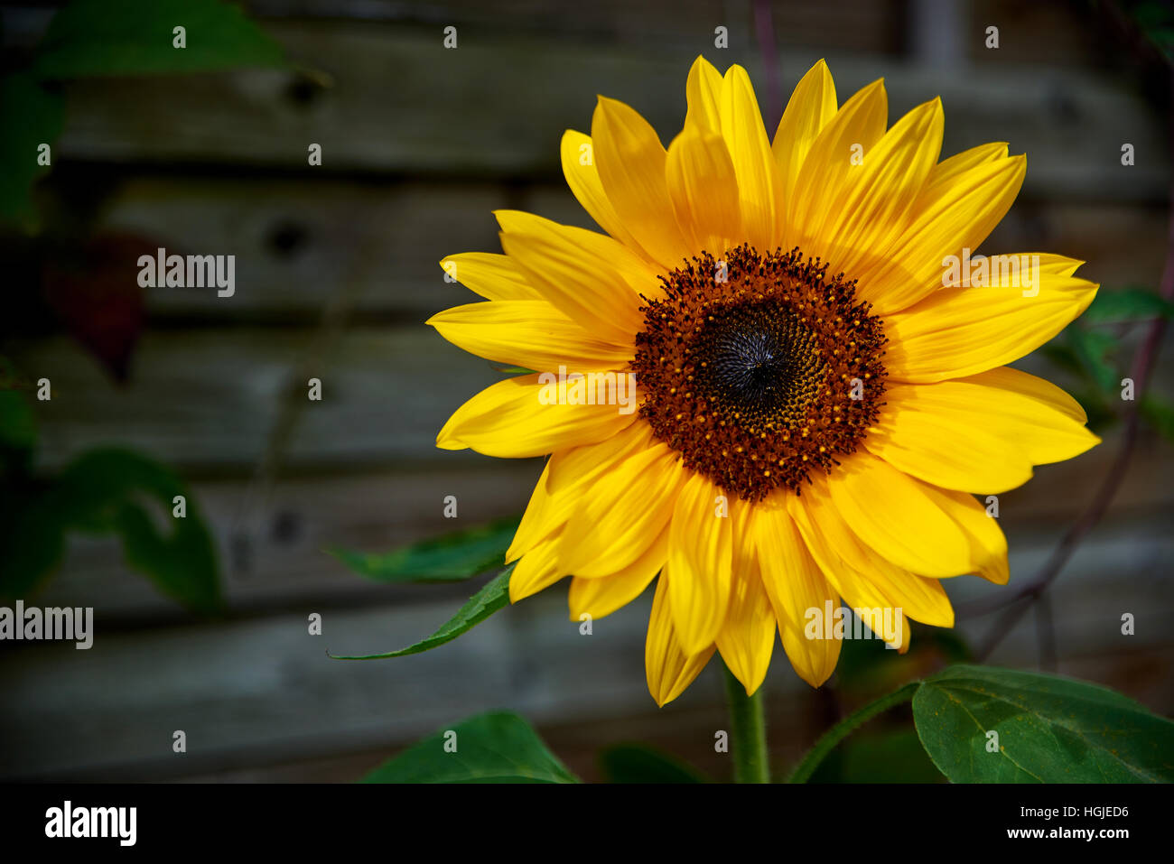blossom of shiny sunflower Stock Photo - Alamy