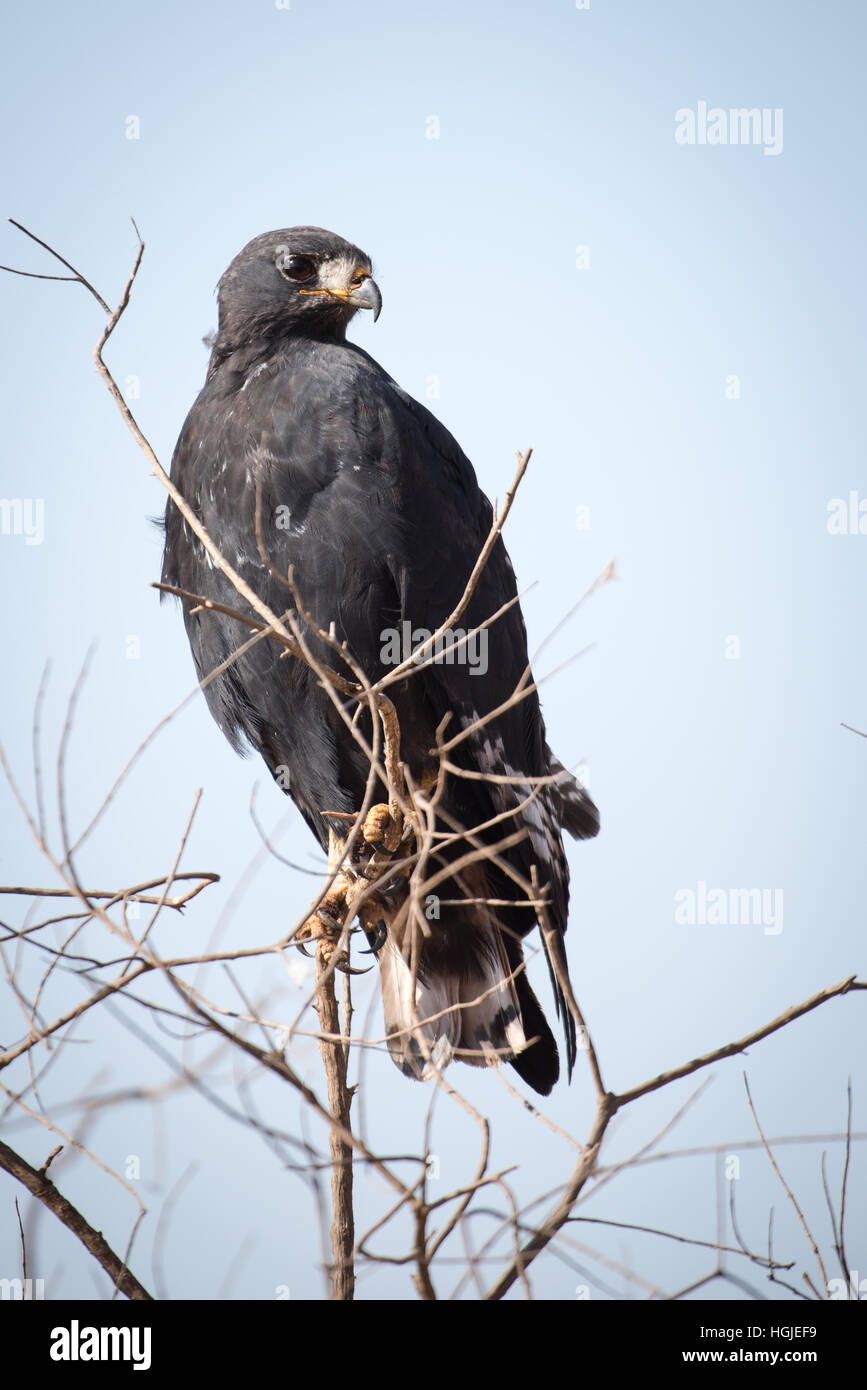 Great black hawk hi-res stock photography and images - Alamy