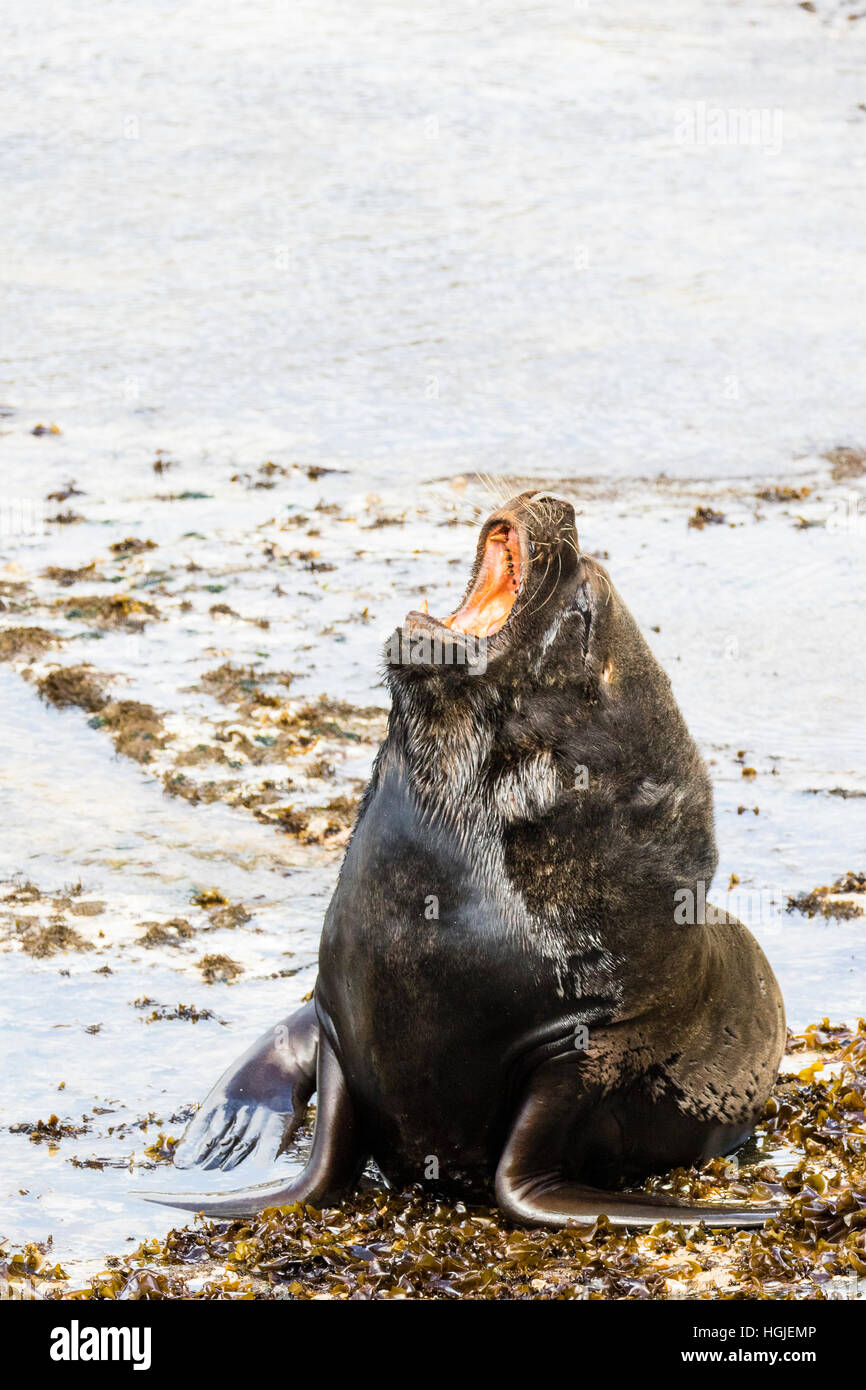 Southern sea lion male bull female hi-res stock photography and images ...