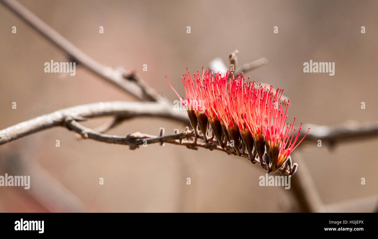 Toothbrush tree (Salvadora persica Stock Photo - Alamy