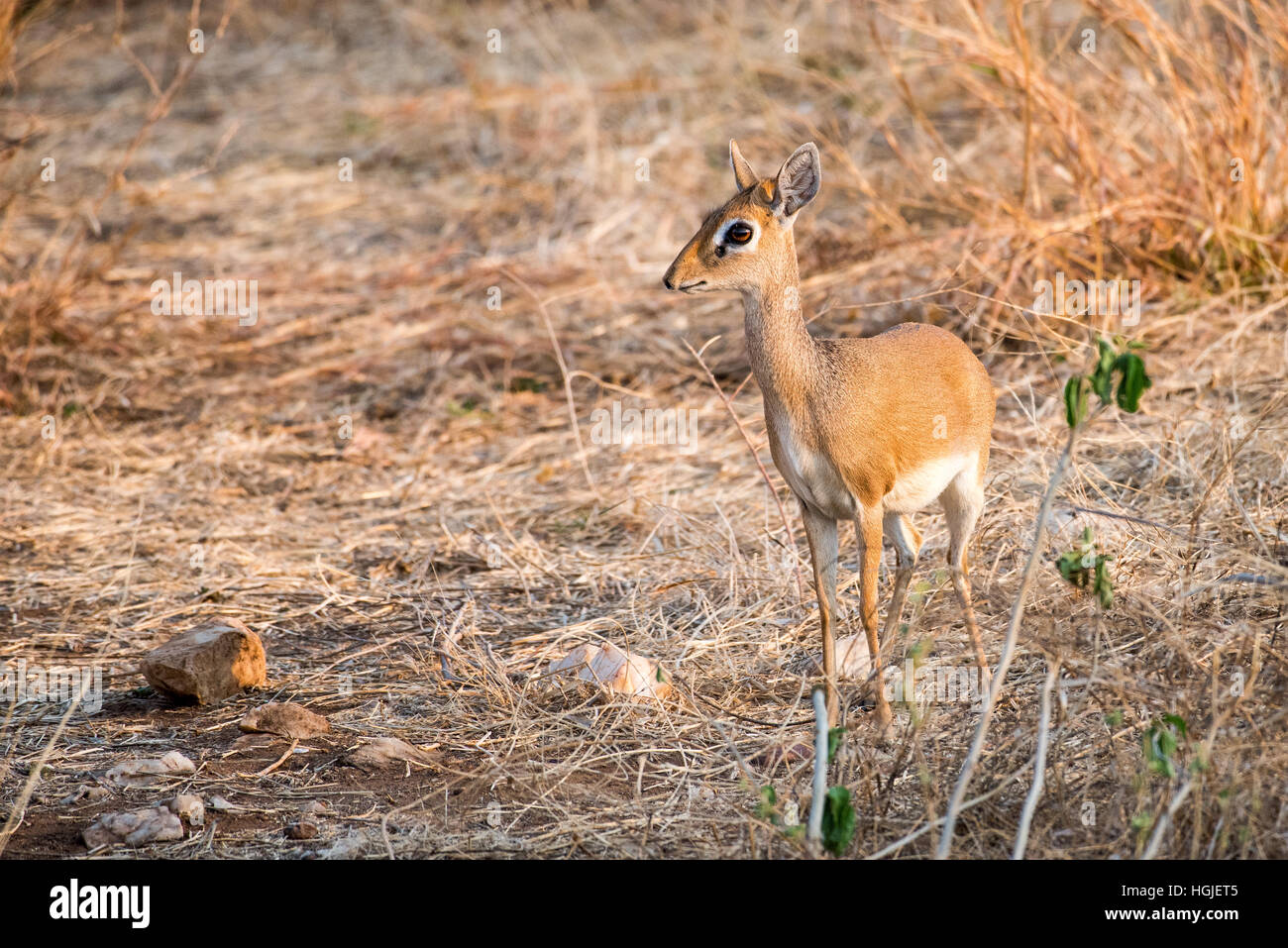 Dik-dik (Madoqua kirkii Stock Photo - Alamy