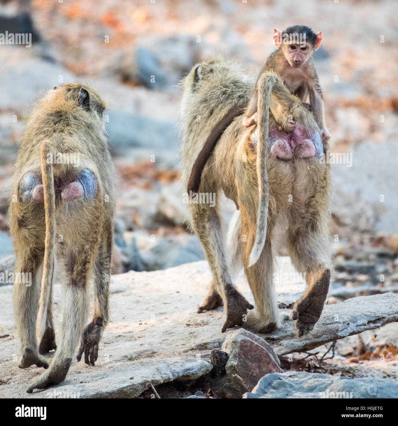 Baboons (Papio cynocephalus) with baby on Back Stock Photo - Alamy