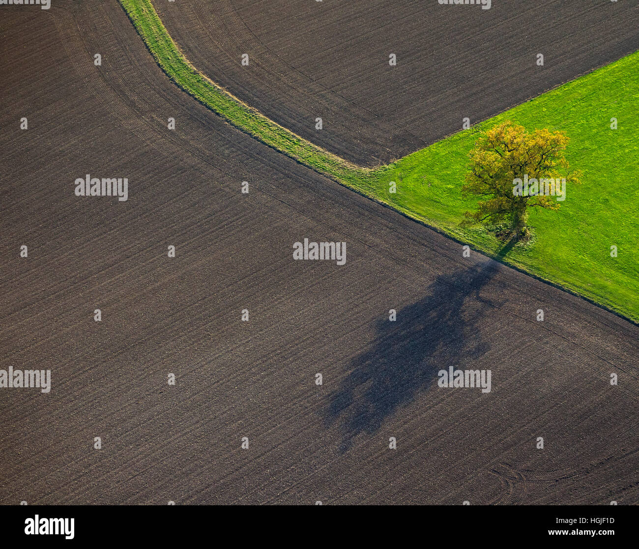 Aerial view, single tree with shadow on a meadow surrounded by ...