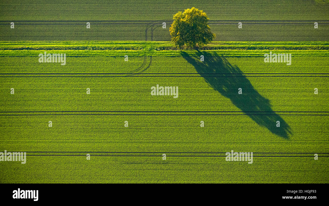 Aerial view, row of trees, agriculture, highway, lane, shade tree ...